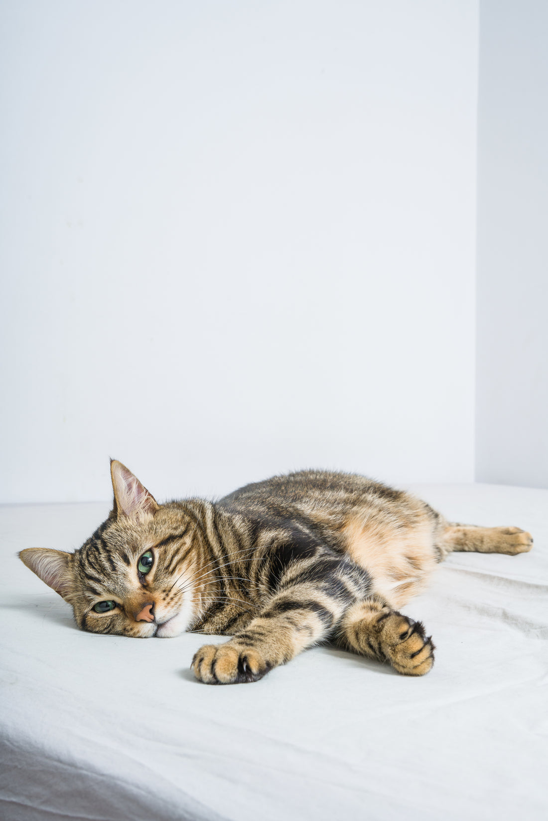 Bark & Meow Essentials | Quality Pet Supplies for Dogs & Cats